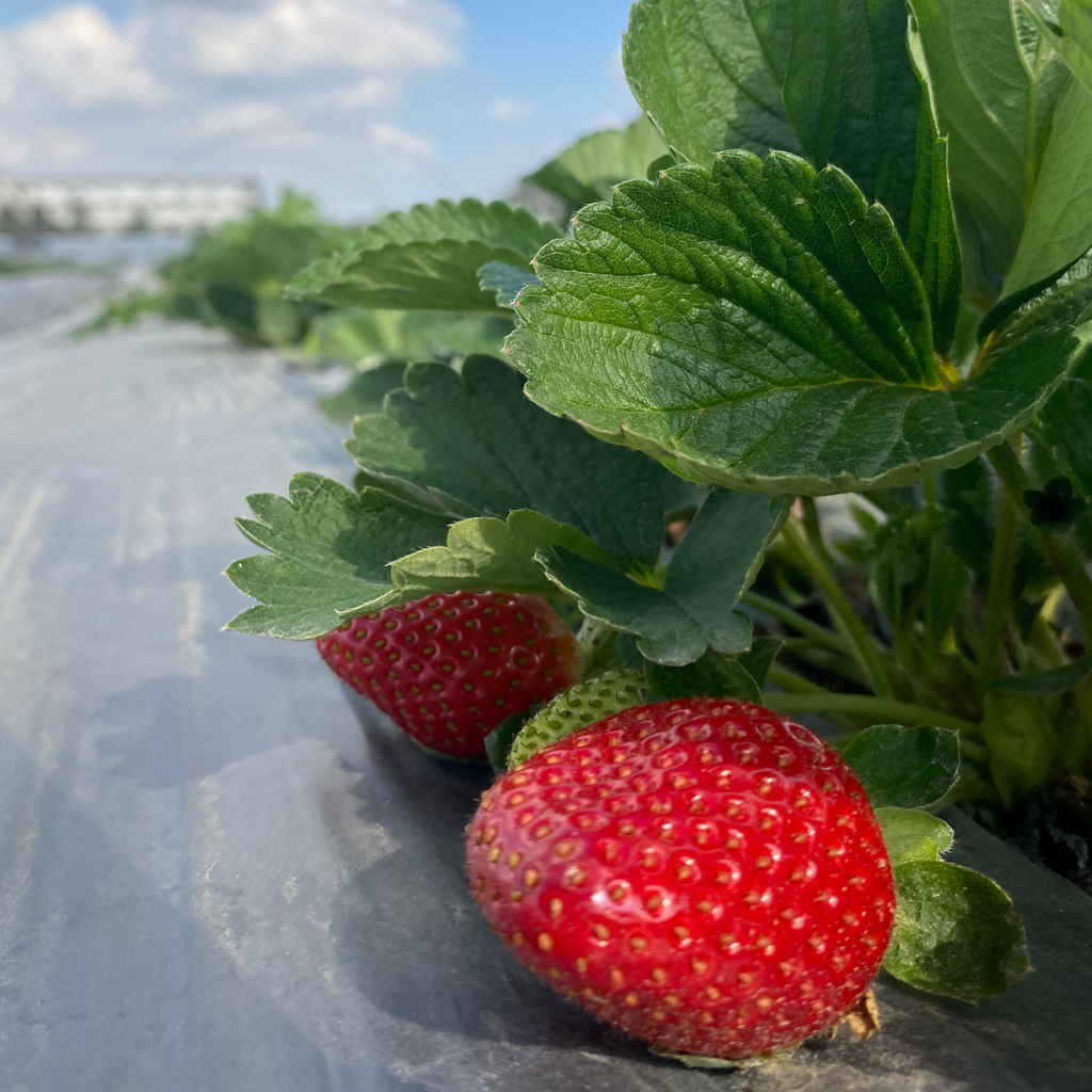 Munda Strawberry [ 200g ] | Tulima Farms